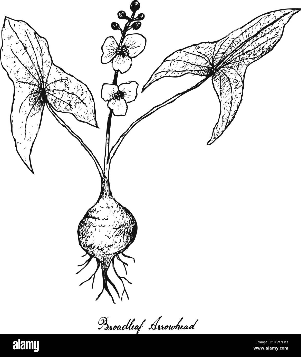 Root and Tuberous Vegetables, Illustration Hand Drawn Sketch of ...