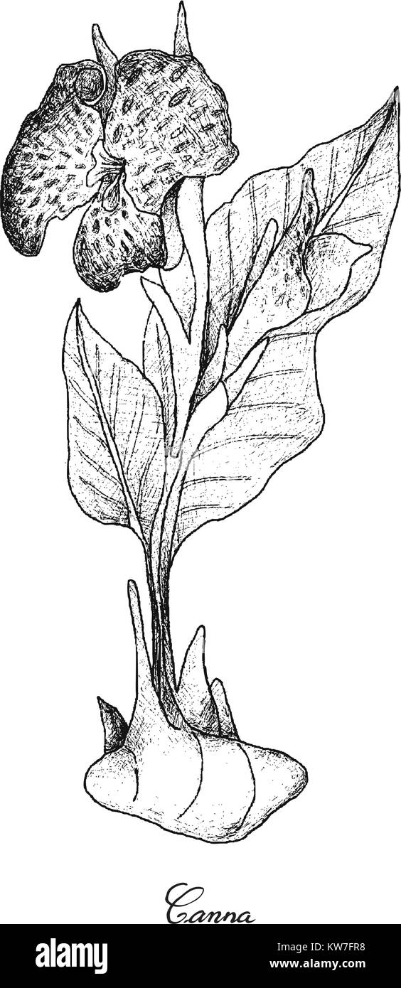 Root and Tuberous Vegetables, Illustration Hand Drawn Sketch of Fresh ...