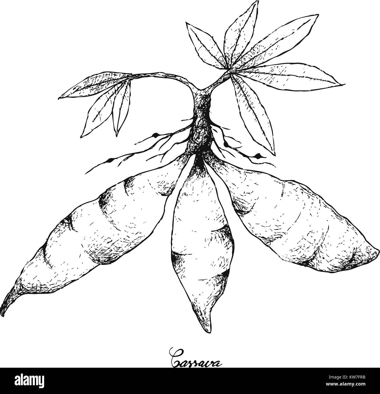 Root and Tuberous Vegetables, Illustration Hand Drawn Sketch of Cassava ...