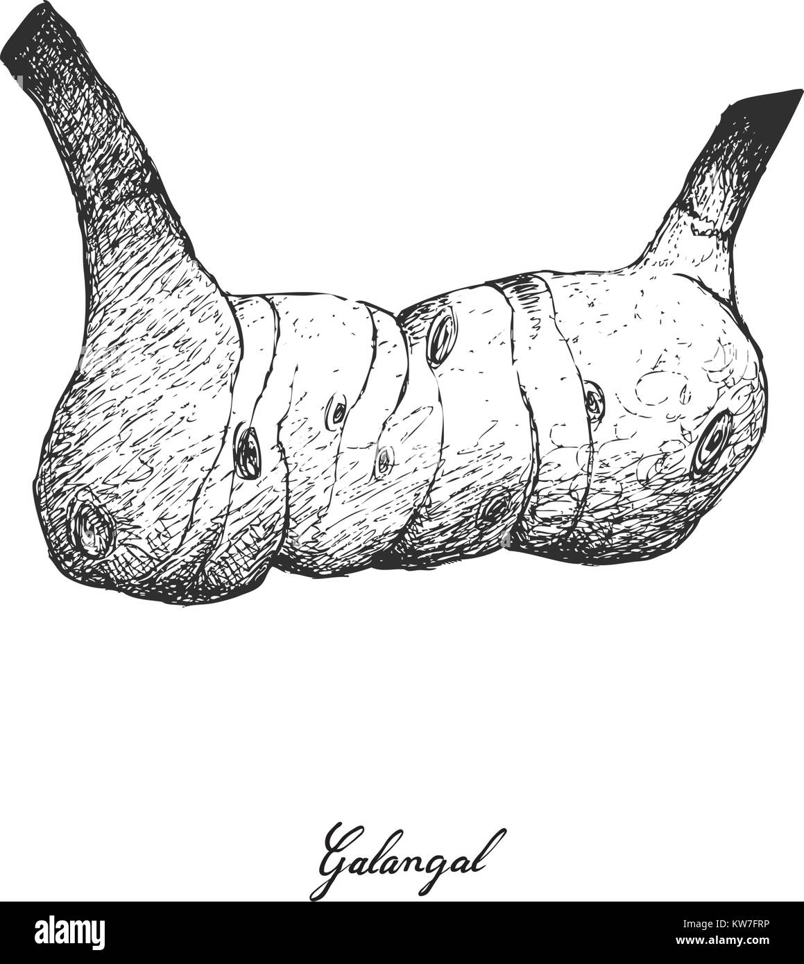 Root and Tuberous Vegetables, Illustration Hand Drawn Sketch of Fresh ...