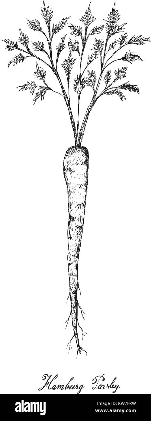 Root and Tuberous Vegetables, Illustration Hand Drawn Sketch of Fresh ...