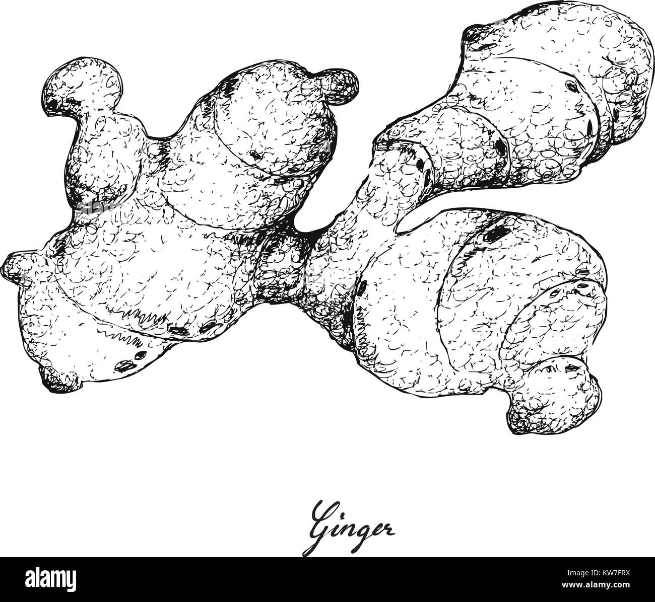 Root and Tuberous Vegetables, Illustration Hand Drawn Sketch of Fresh ...