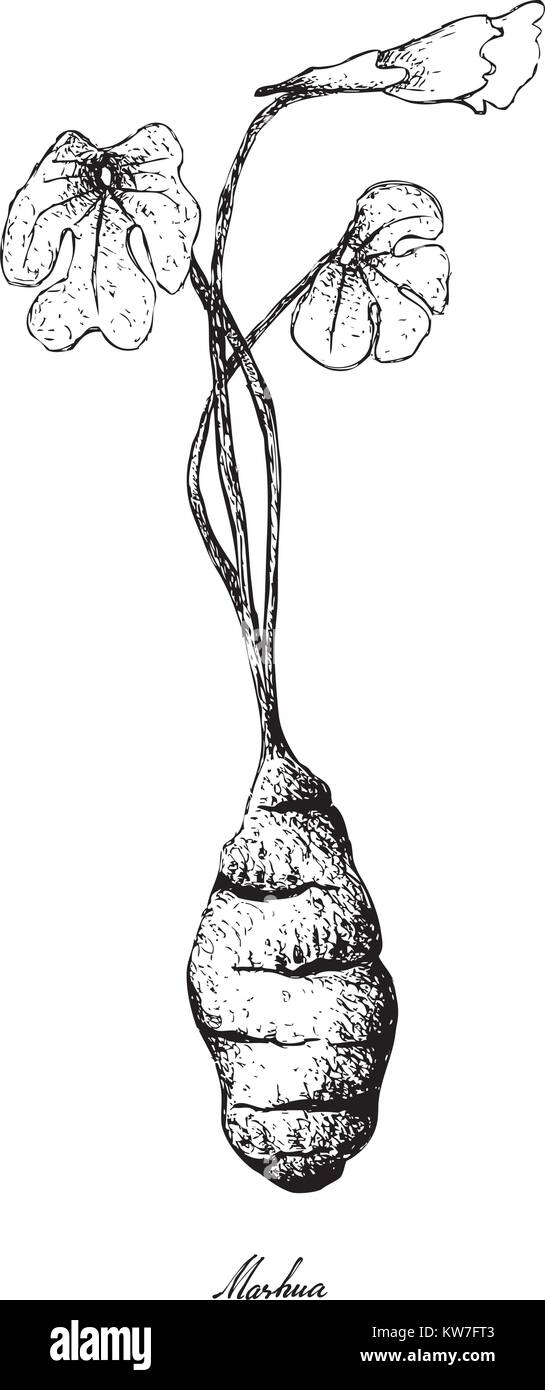 Root and Tuberous Vegetables, Illustration Hand Drawn Sketch of Fresh ...