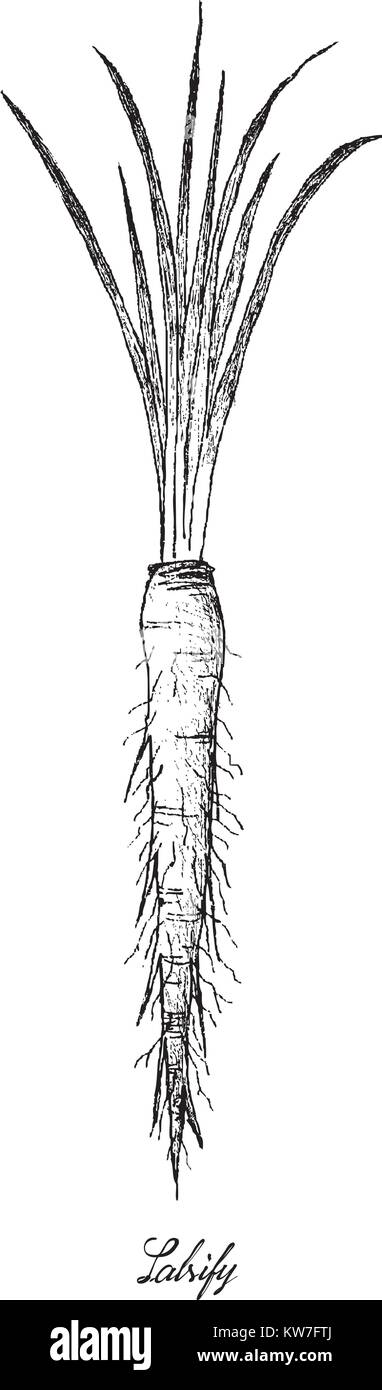 Root and Tuberous Vegetables, Illustration Hand Drawn Sketch of Fresh ...