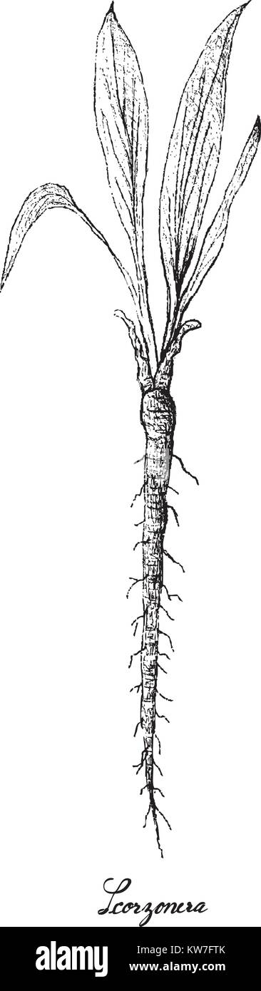 Root and Tuberous Vegetables, Illustration Hand Drawn Sketch of Fresh ...