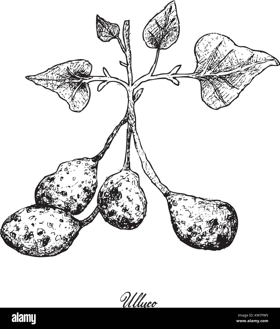 Root and Tuberous Vegetables, Illustration Hand Drawn Sketch of Ullucus ...