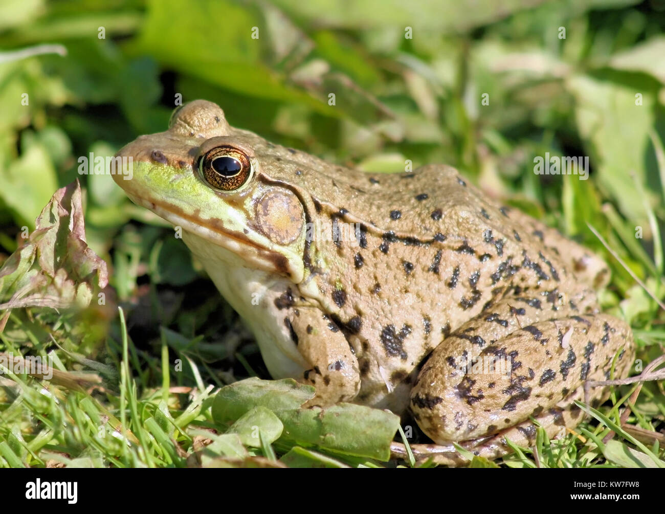 This is the GREEN FROG in its natural habitat resting on land Stock ...
