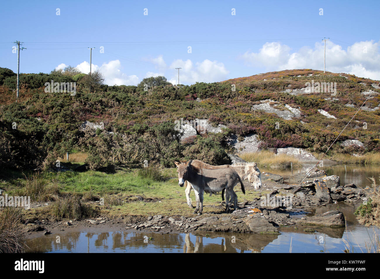 Donkeys ireland hi-res stock photography and images - Alamy