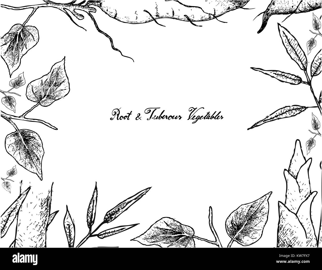 Root and Tuberous Vegetables, Illustration Frame of Hand Drawn Sketch ...