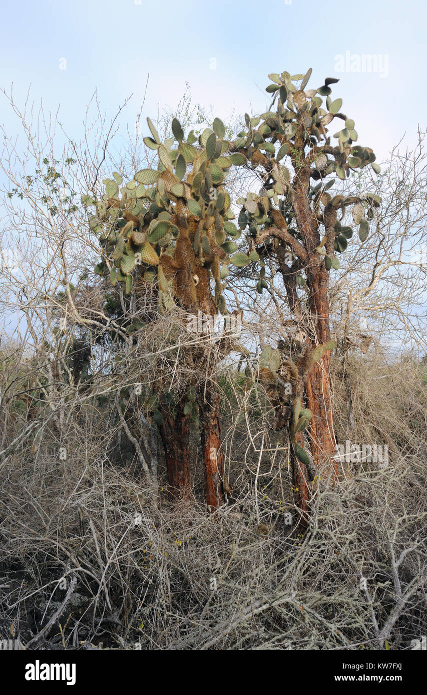 Opuntia echios gigantea hi-res stock photography and images - Alamy
