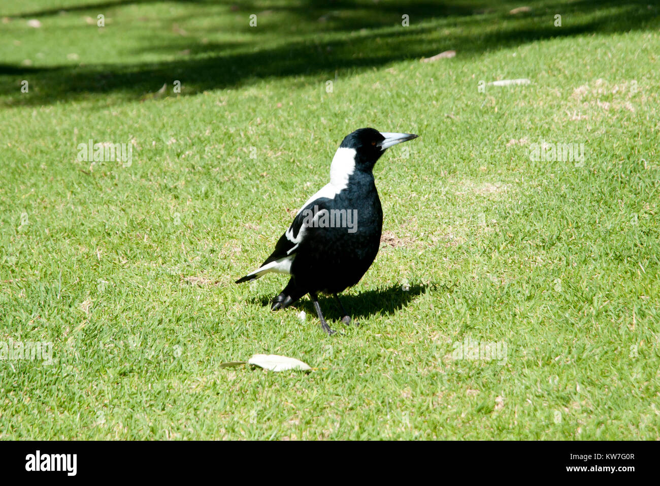 Magpie feather hi-res stock photography and images - Alamy