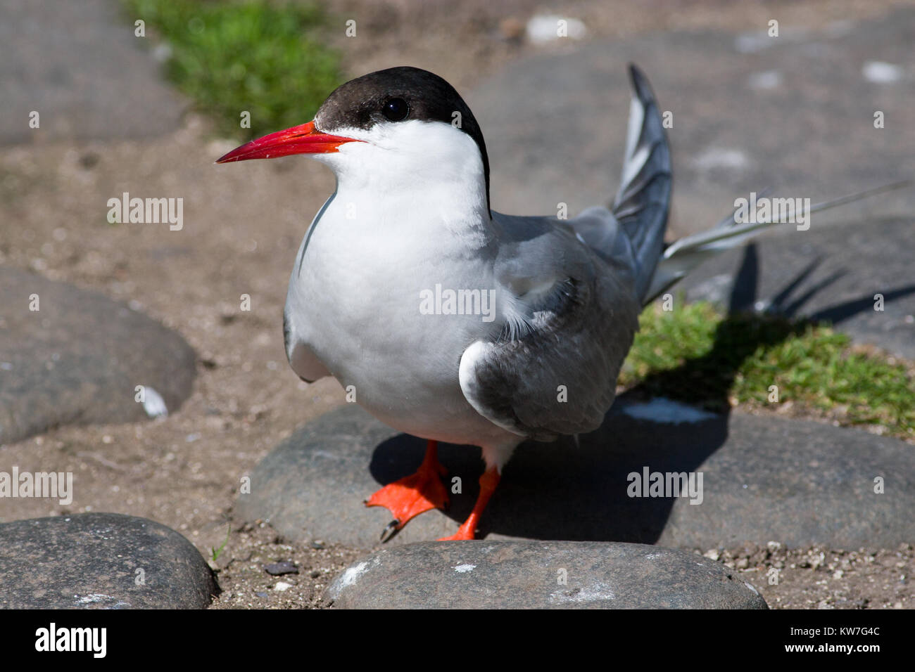 Arctic Tern, Sterna paradisaea, adult bird on the ground at the Farne ...