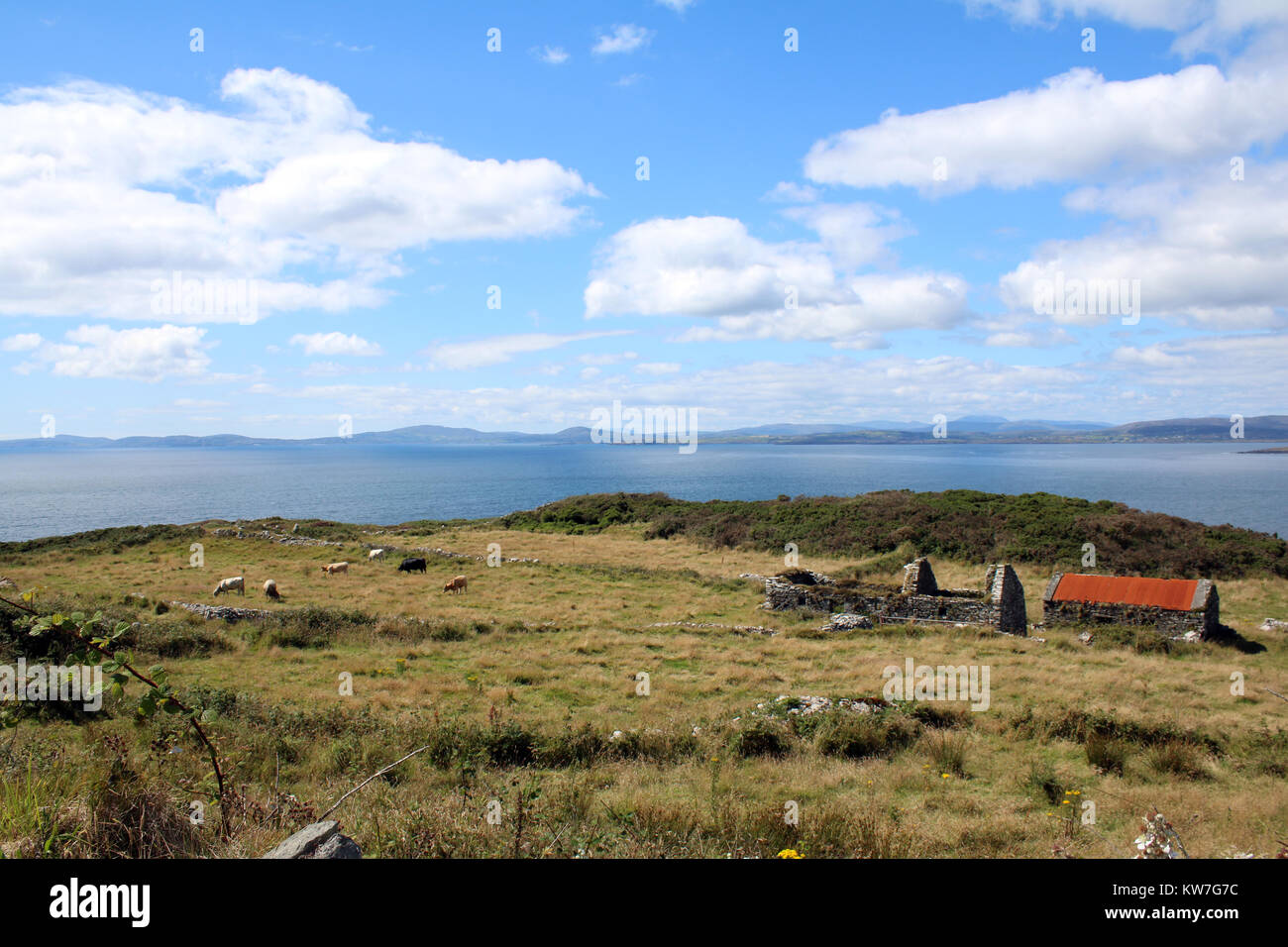 Old stone building in the tall grass and field, Ireland Stock Photo - Alamy