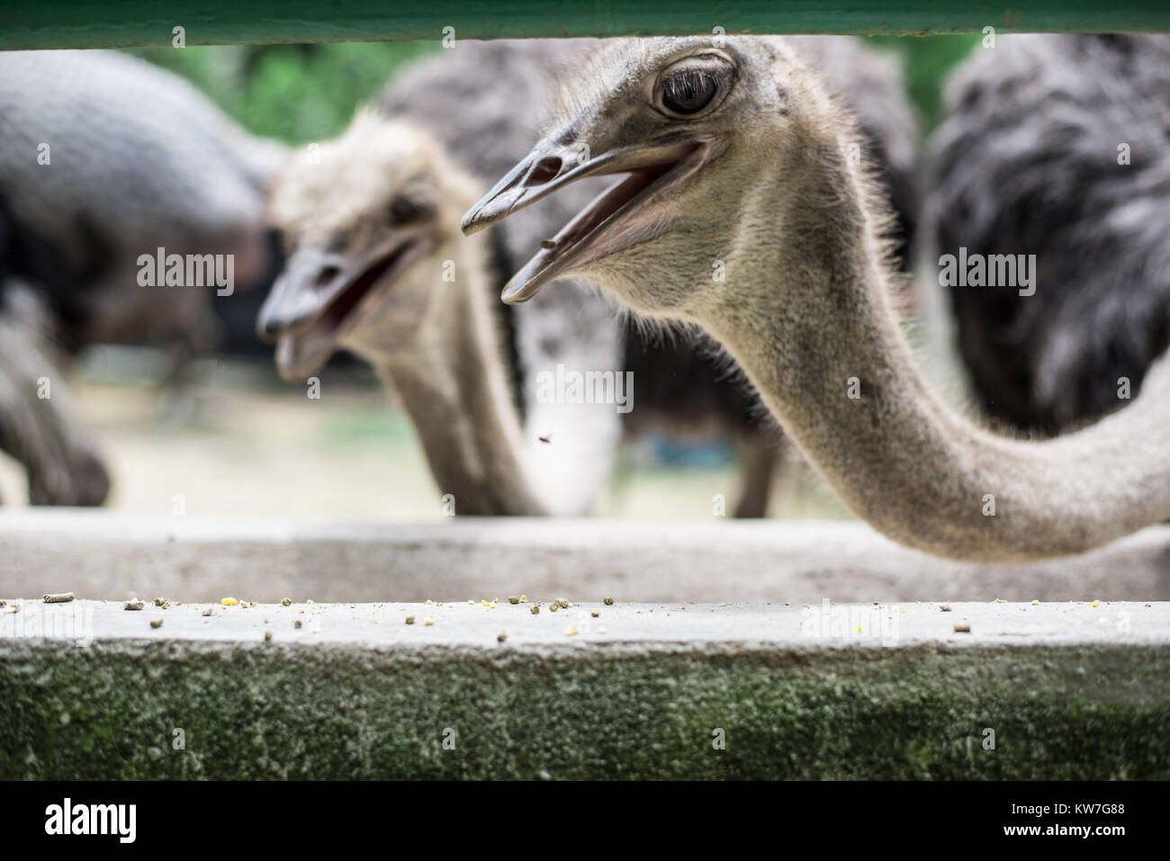 Ostriches eating their lunch Stock Photo - Alamy
