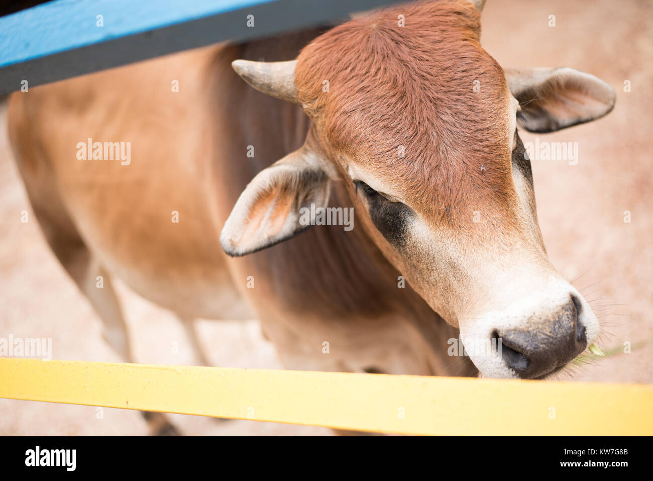 Cow in a zoo Stock Photo - Alamy