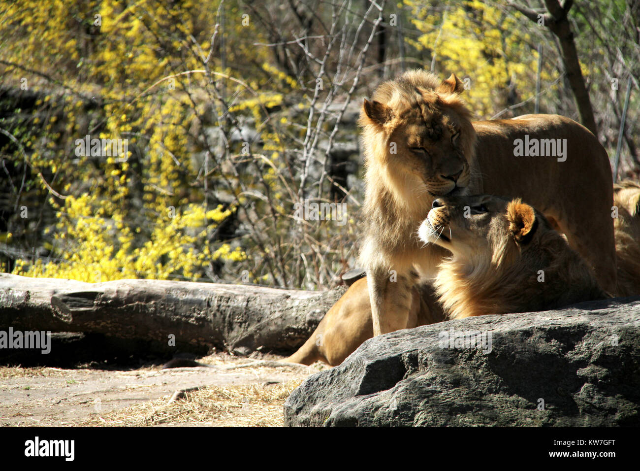 Lion and lioness in affectionate moment Stock Photo - Alamy