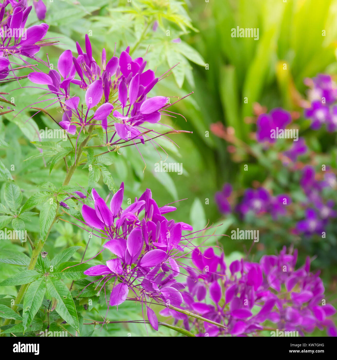 Beautiful spring violet flower Stock Photo - Alamy