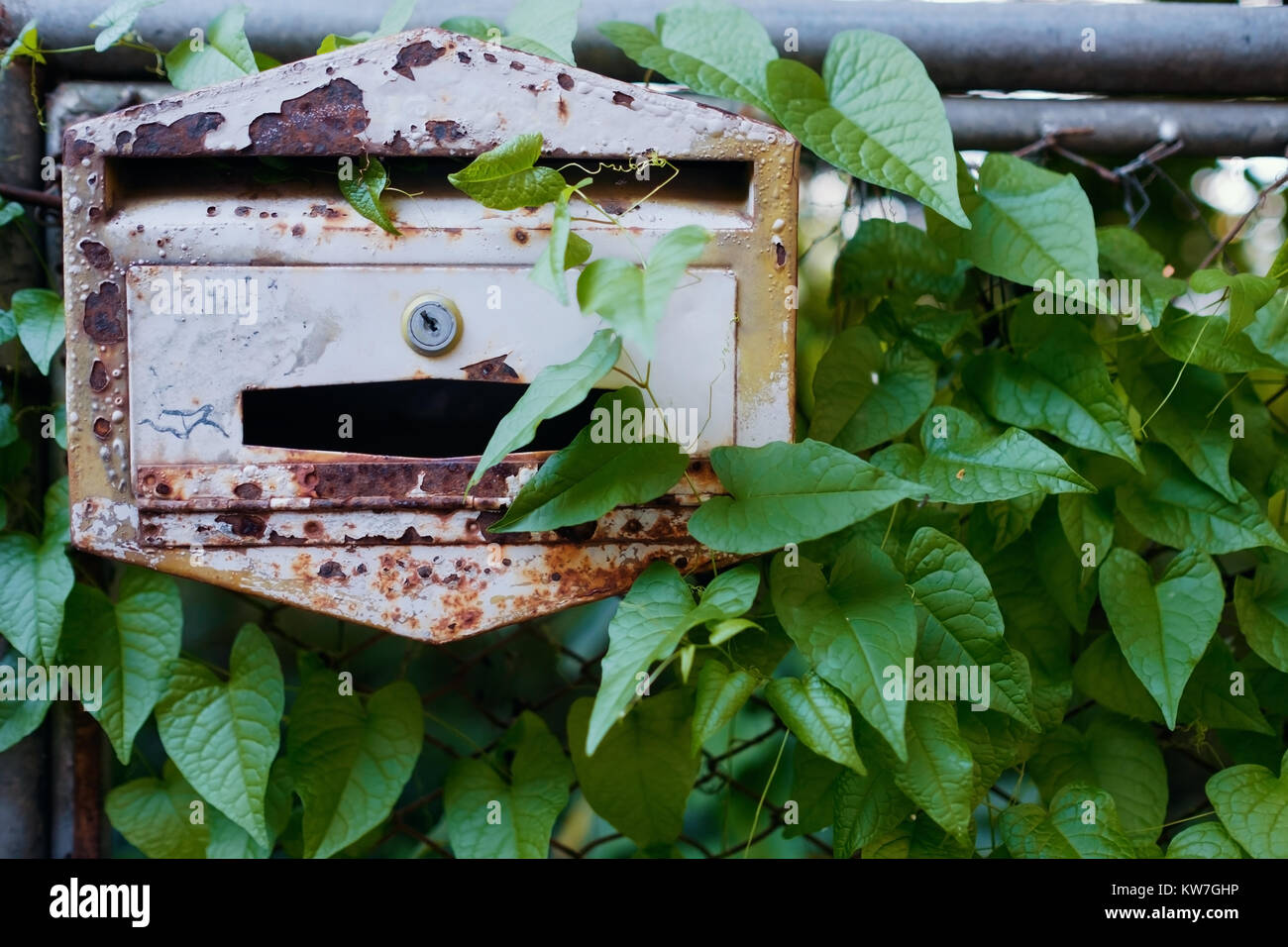 Ancient rusty post box for letters and green tree leaves Stock Photo ...