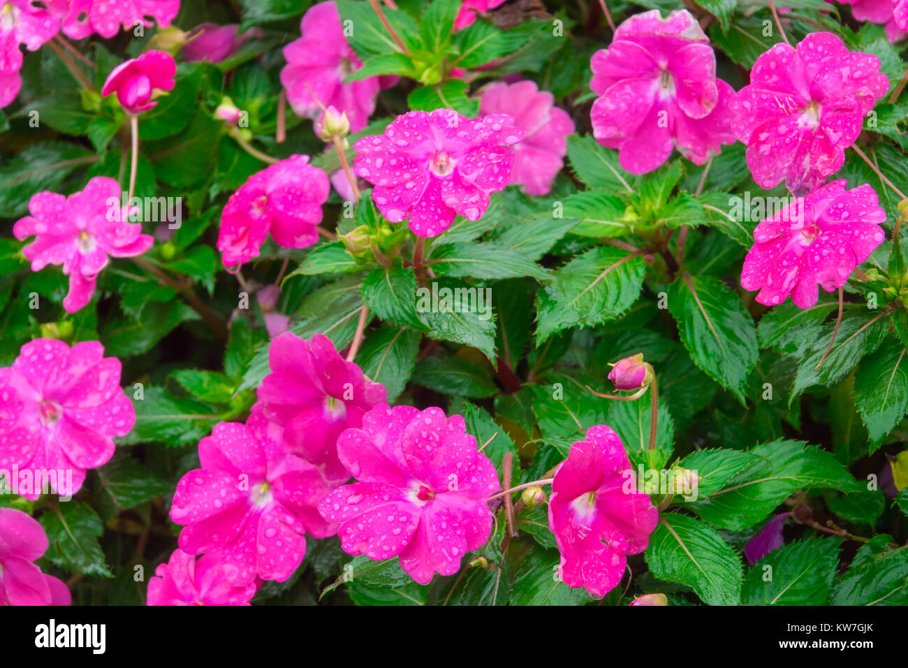 beautiful pink flowers in the garden Stock Photo - Alamy