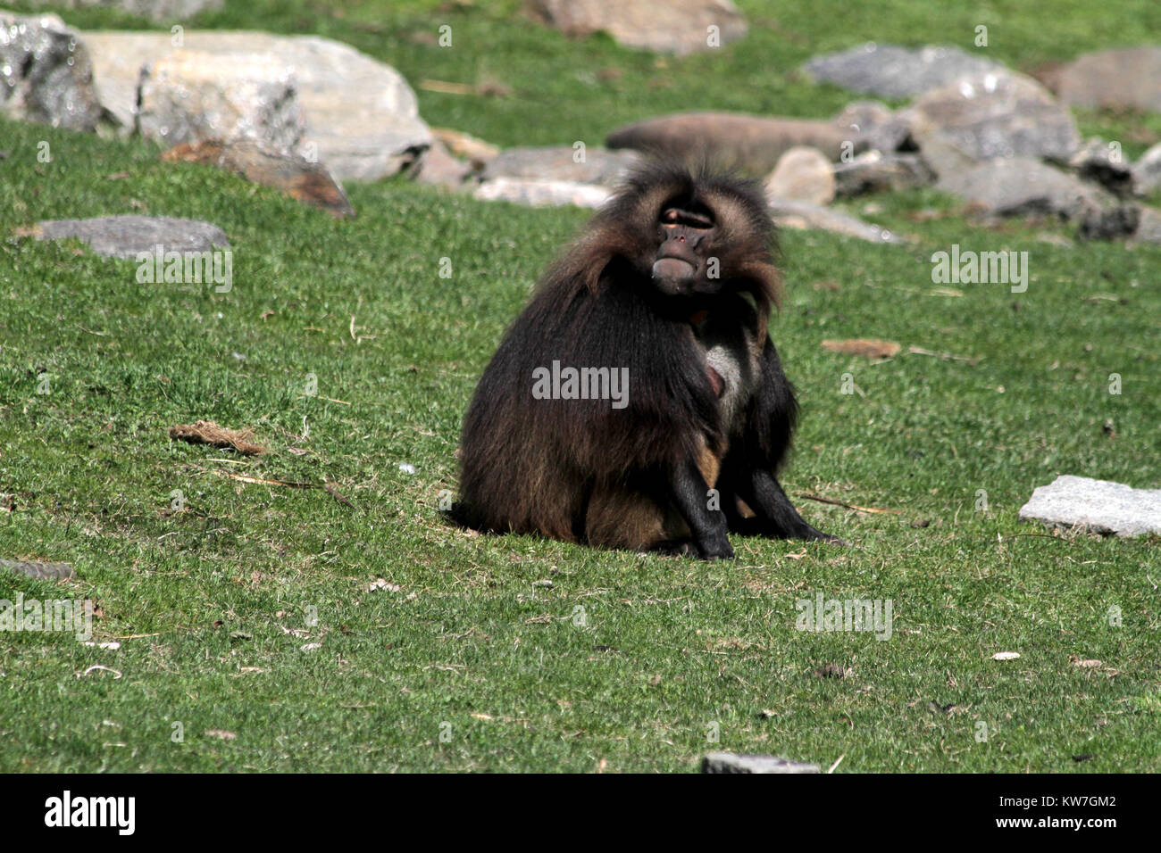Baboons Tail High Resolution Stock Photography and Images - Alamy
