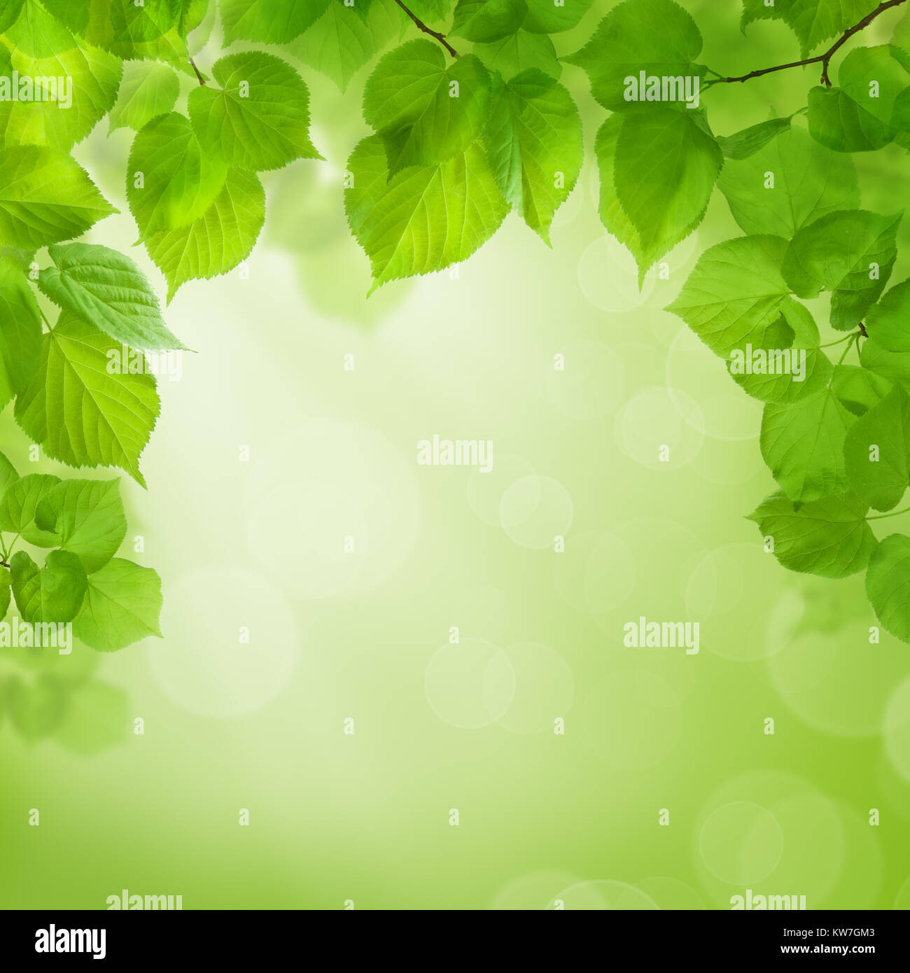 Summer green background with greenery foliage Stock Photo - Alamy