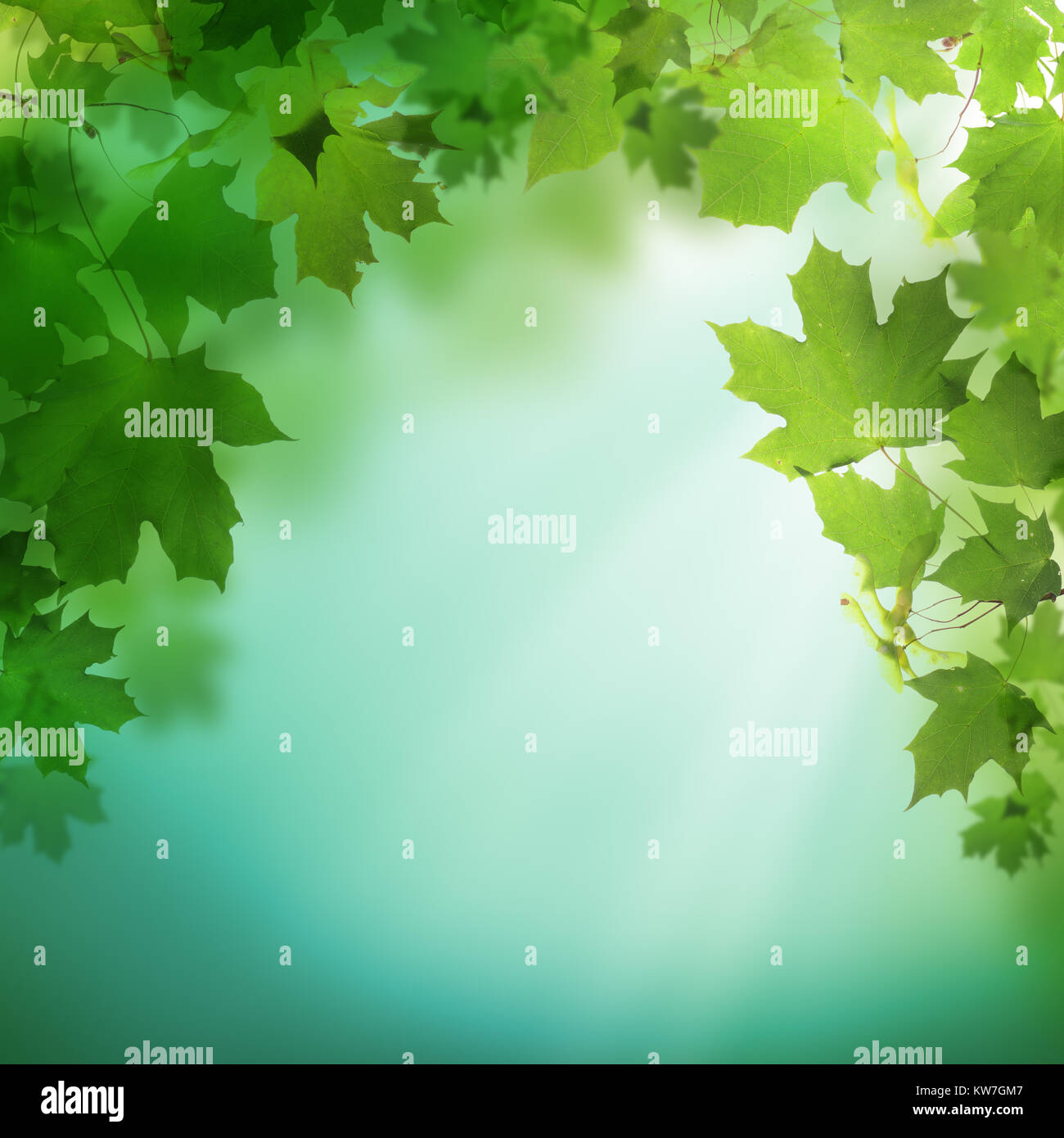 Summer or spring green background with greenery foliage Stock Photo - Alamy