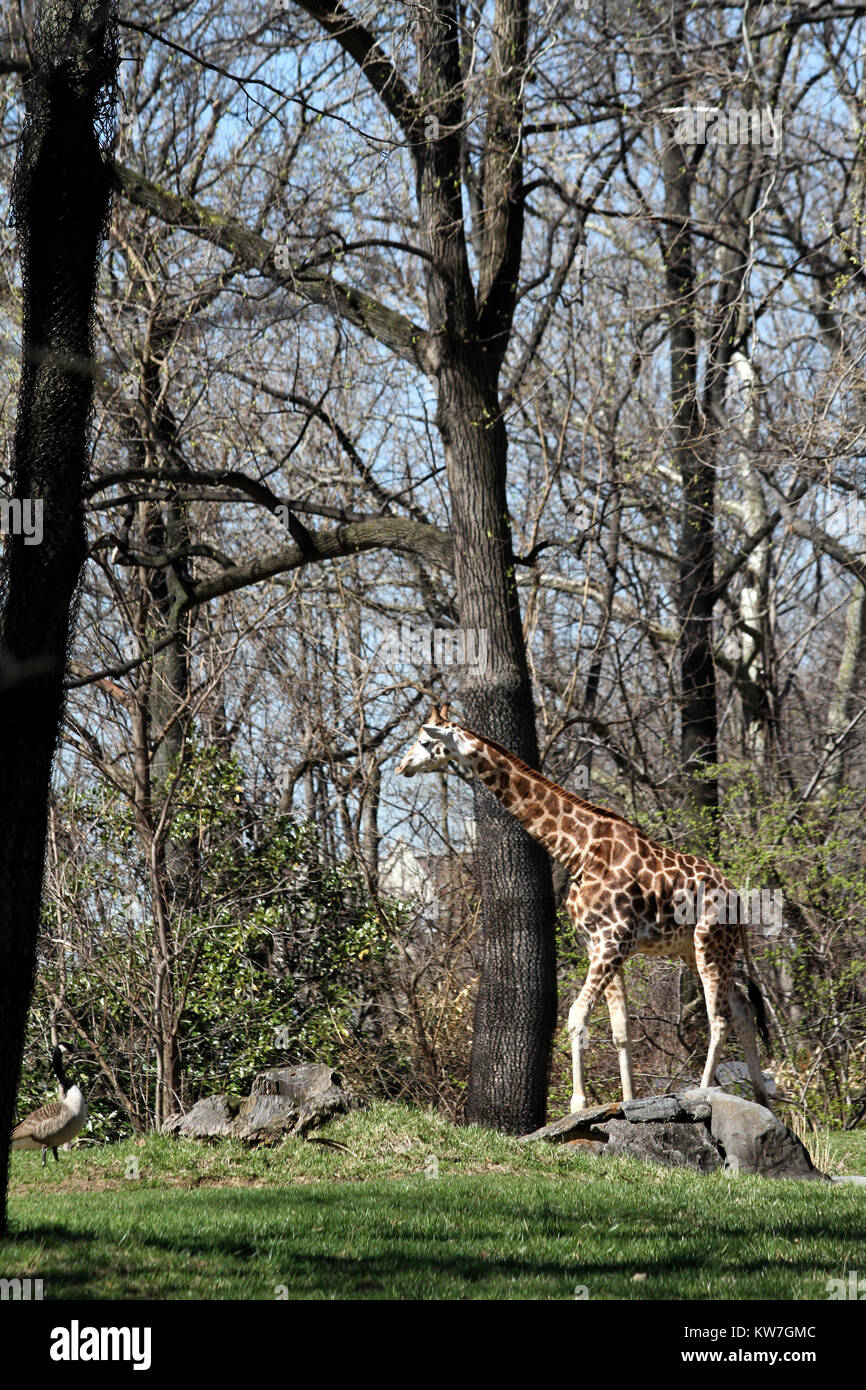 Giraffe in captivity Stock Photo - Alamy