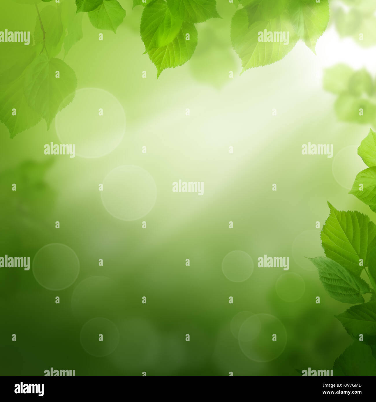 Summer morning - abstract background with leaves Stock Photo - Alamy