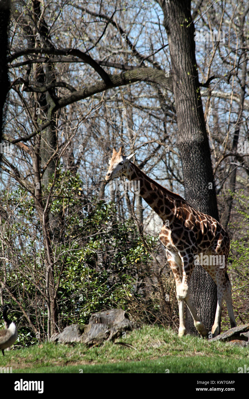 Giraffe in captivity Stock Photo - Alamy