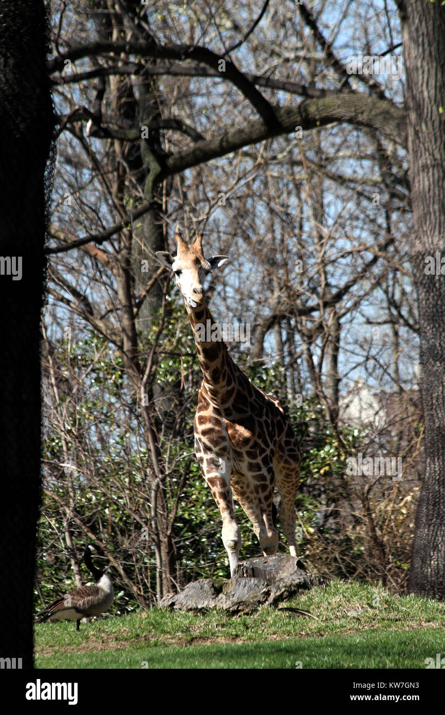 Giraffe in captivity Stock Photo - Alamy
