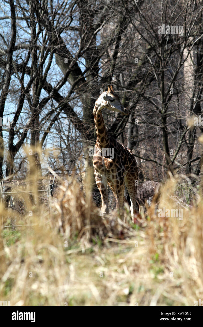 Giraffe in captivity Stock Photo - Alamy