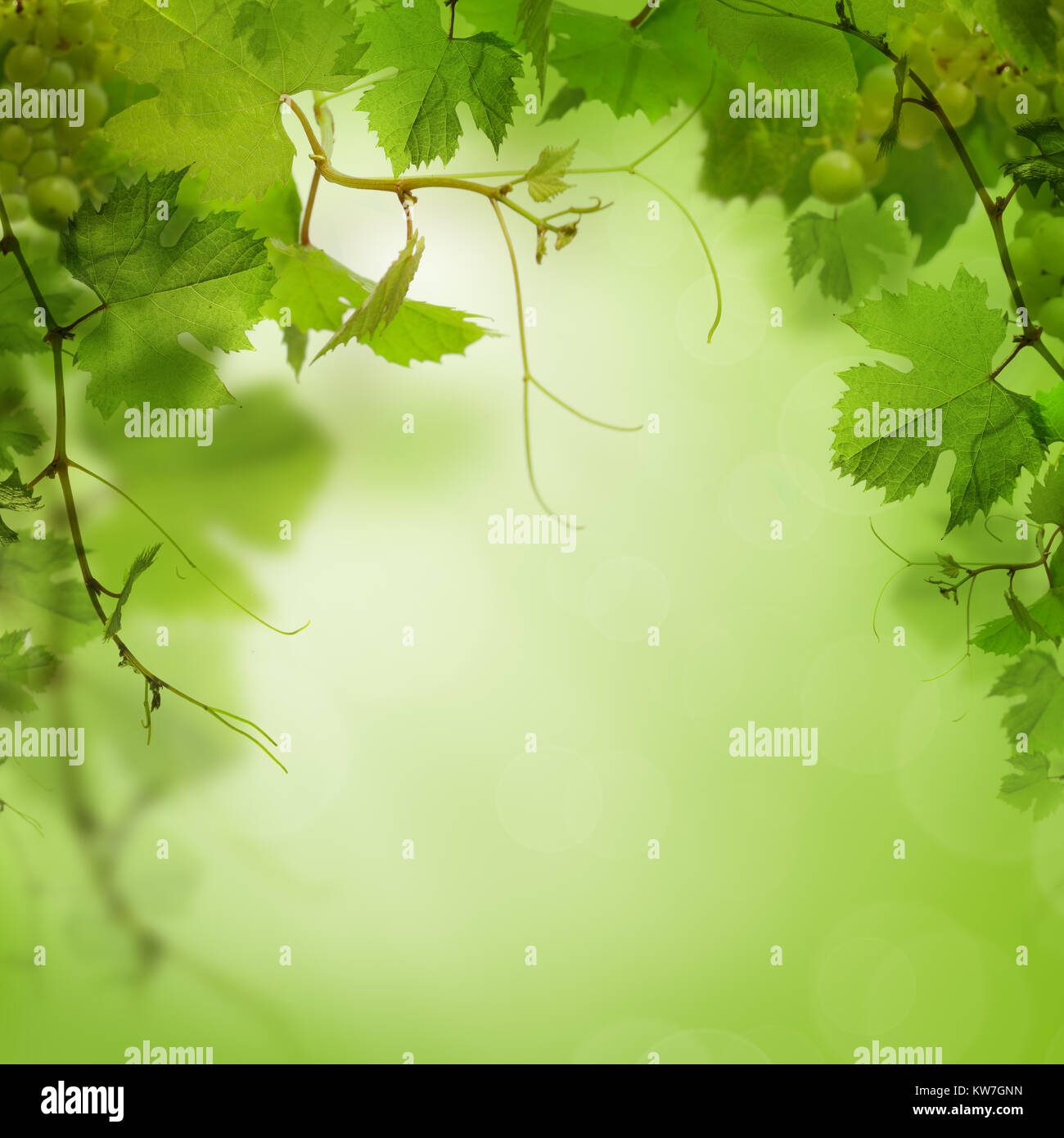 Green background with grape leaves Stock Photo - Alamy