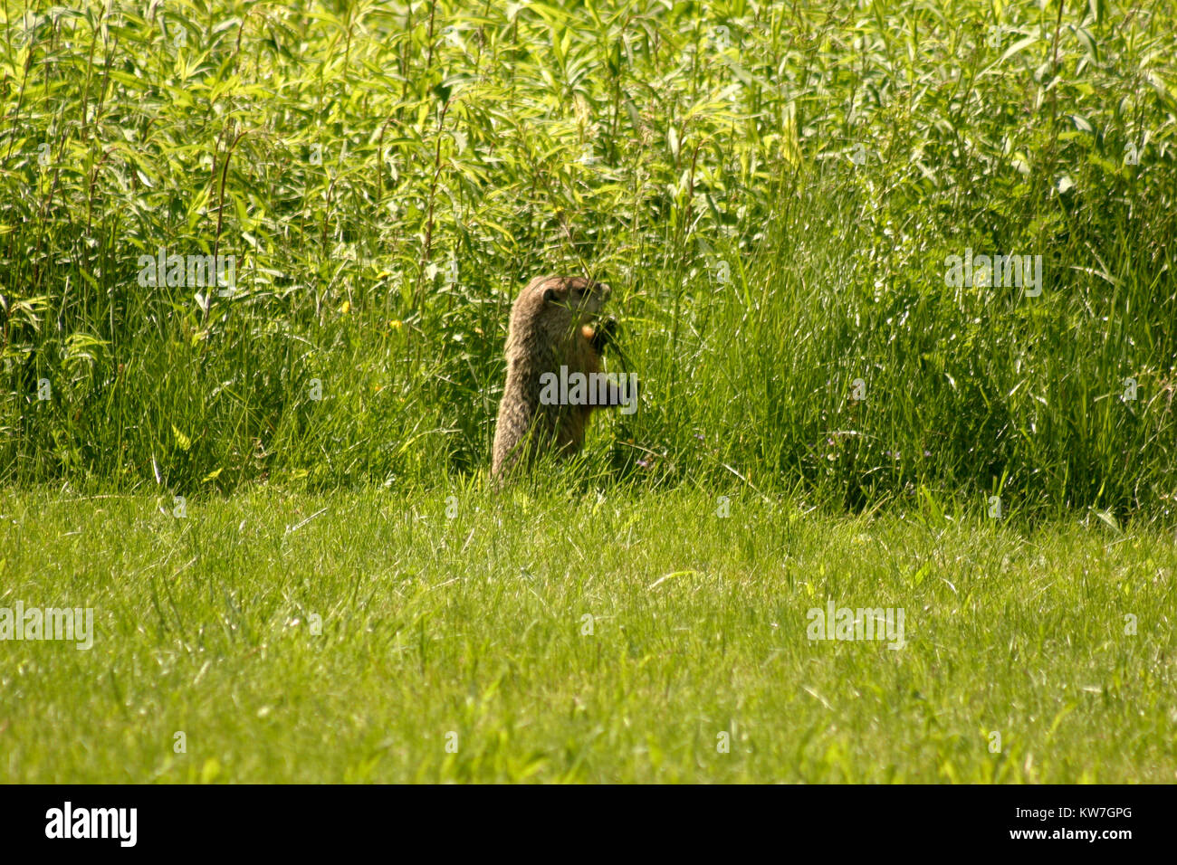 Groundhog feeding hi-res stock photography and images - Alamy
