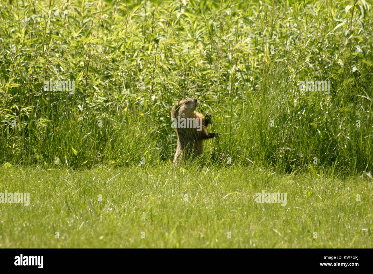 Groundhog on field feeding on wild grass Stock Photo - Alamy