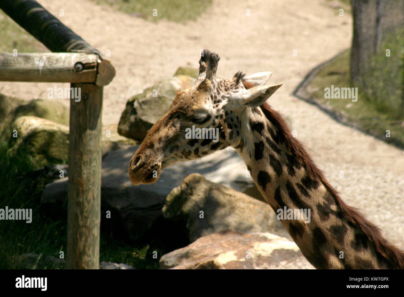 Giraffe in captivity Stock Photo - Alamy