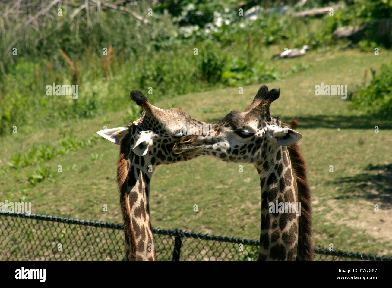 Two giraffes in affectionate posture at ZOO Stock Photo - Alamy