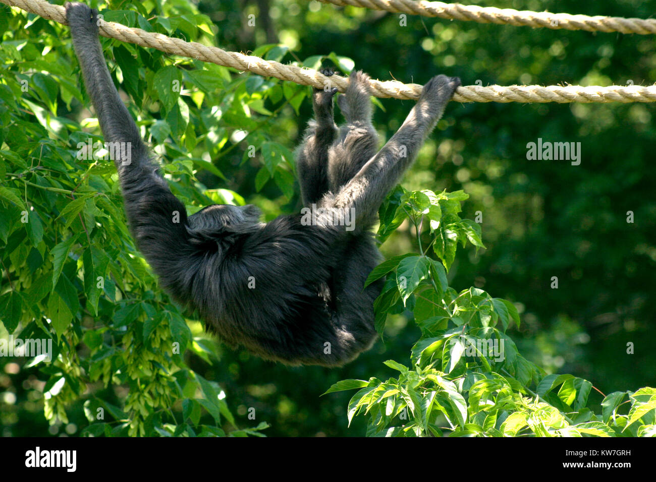 Swinging gibbon hi-res stock photography and images - Alamy