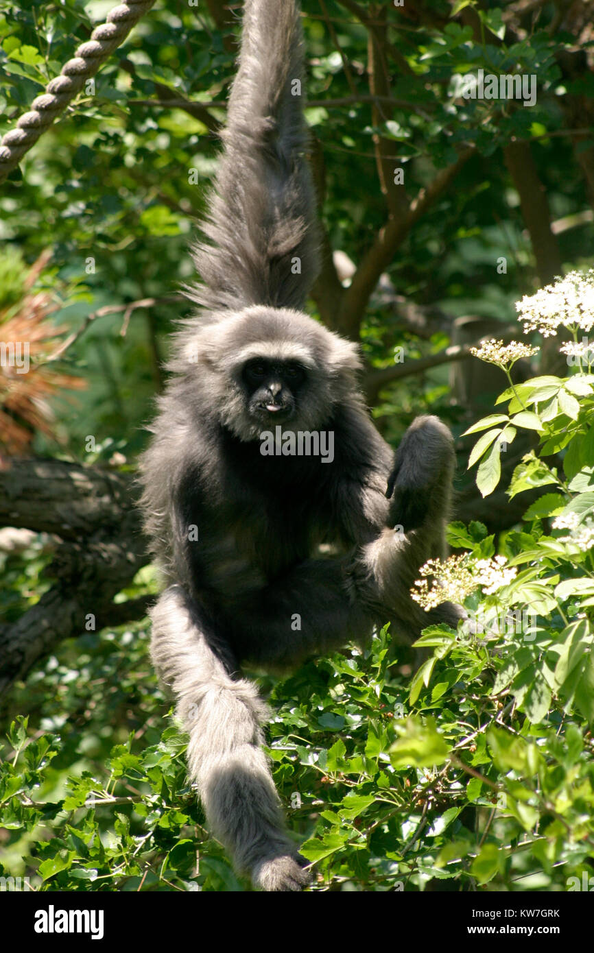 Gibbon swinging by rope Stock Photo - Alamy