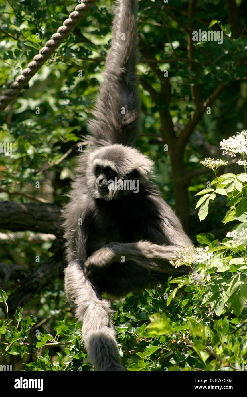 Gibbon swinging by rope Stock Photo - Alamy