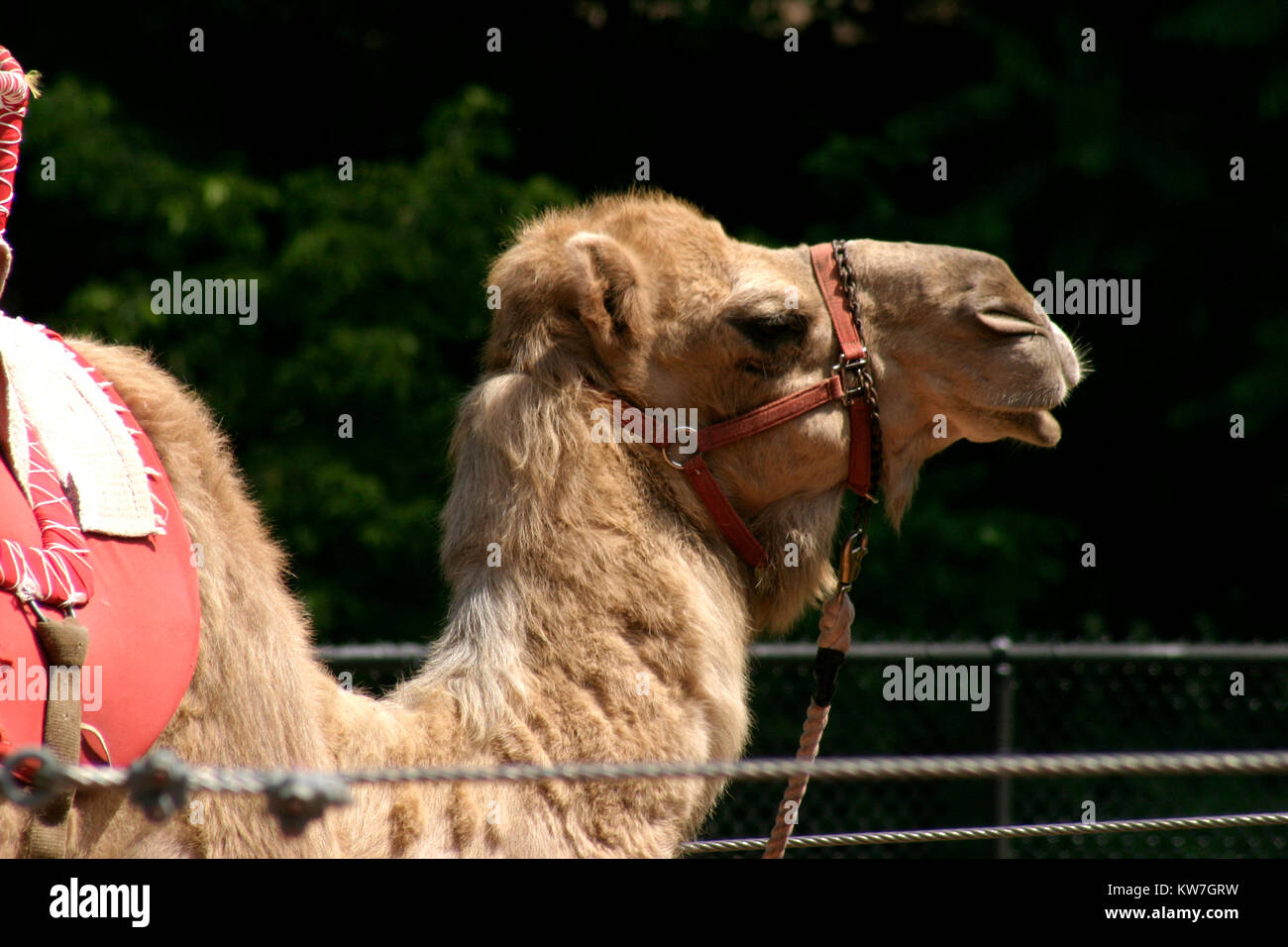 Camel's head close up at ZOO Stock Photo - Alamy