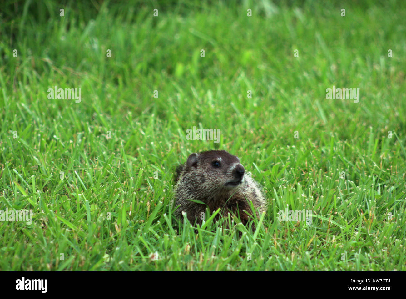 Groundhog in grass hi-res stock photography and images - Alamy