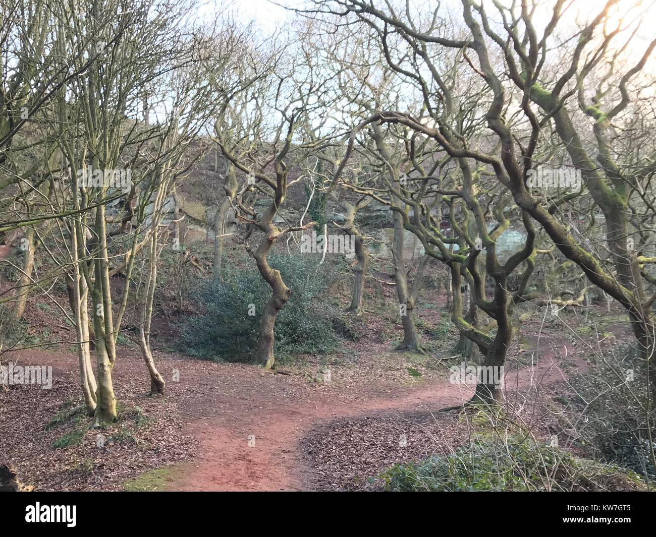 Strange forest hi-res stock photography and images - Alamy