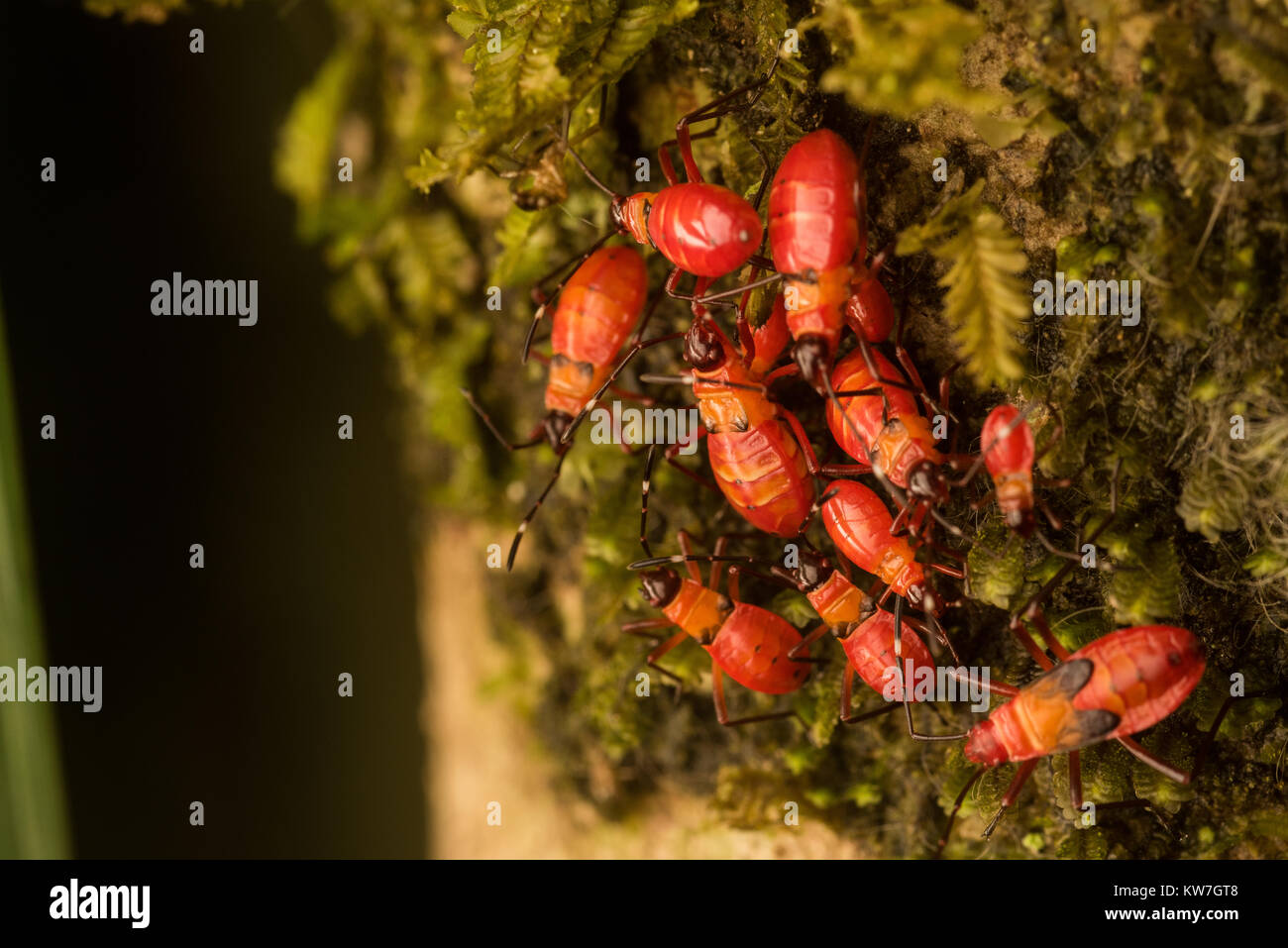 A cluster of some sort of juvenile hemipterans (true bugs) in the ...