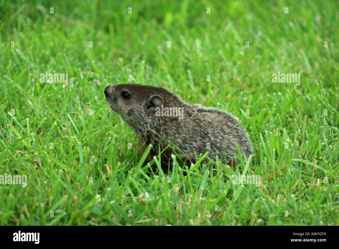 Close up of groundhog walking in field Stock Photo - Alamy