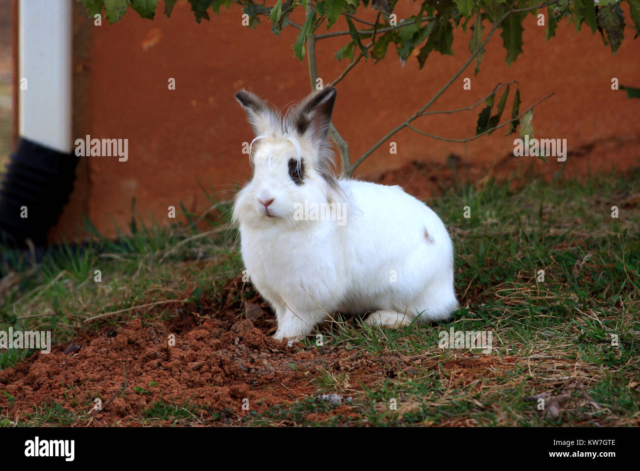Pet bunny in the yard Stock Photo - Alamy