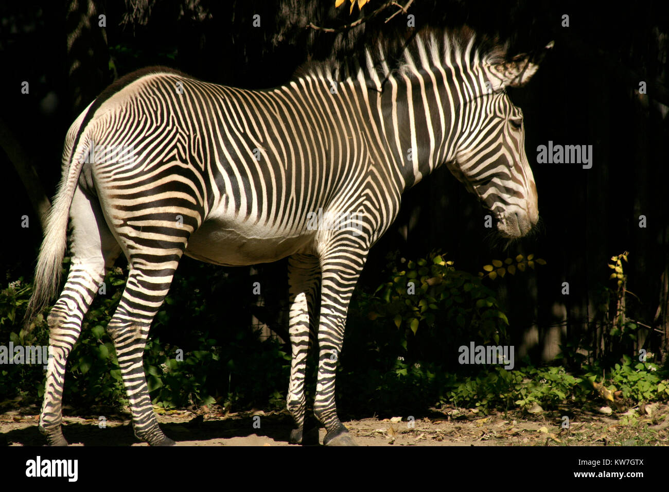 Zebra coat hi-res stock photography and images - Alamy