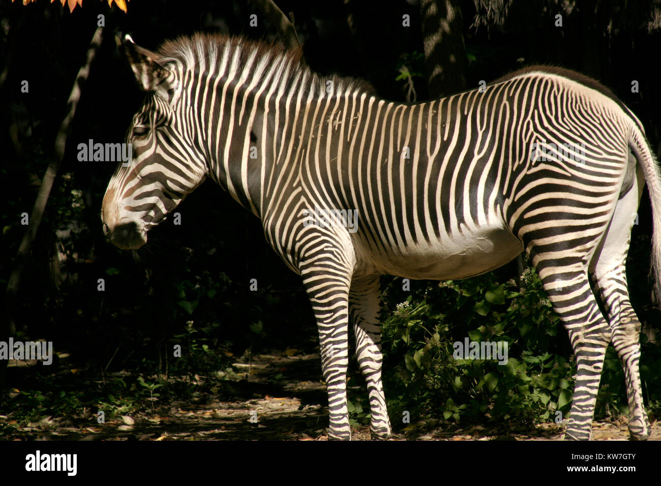 Zebra coat hi-res stock photography and images - Alamy