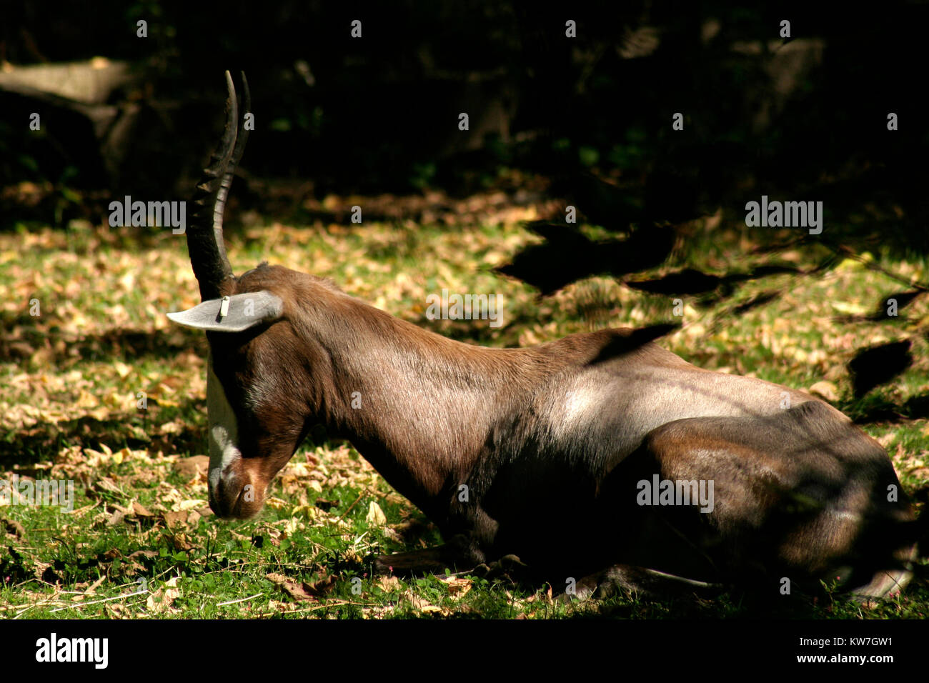 Bontebok antelope sitting on grass at Zoo Stock Photo - Alamy
