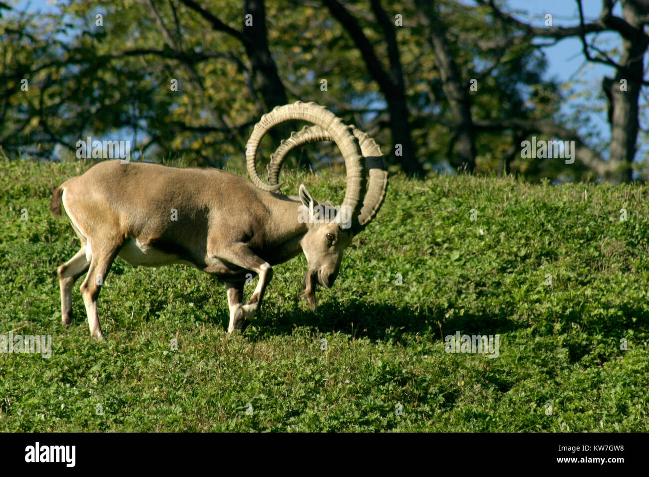 Wild goat (Capra ibex) male with large curved horns Stock Photo - Alamy