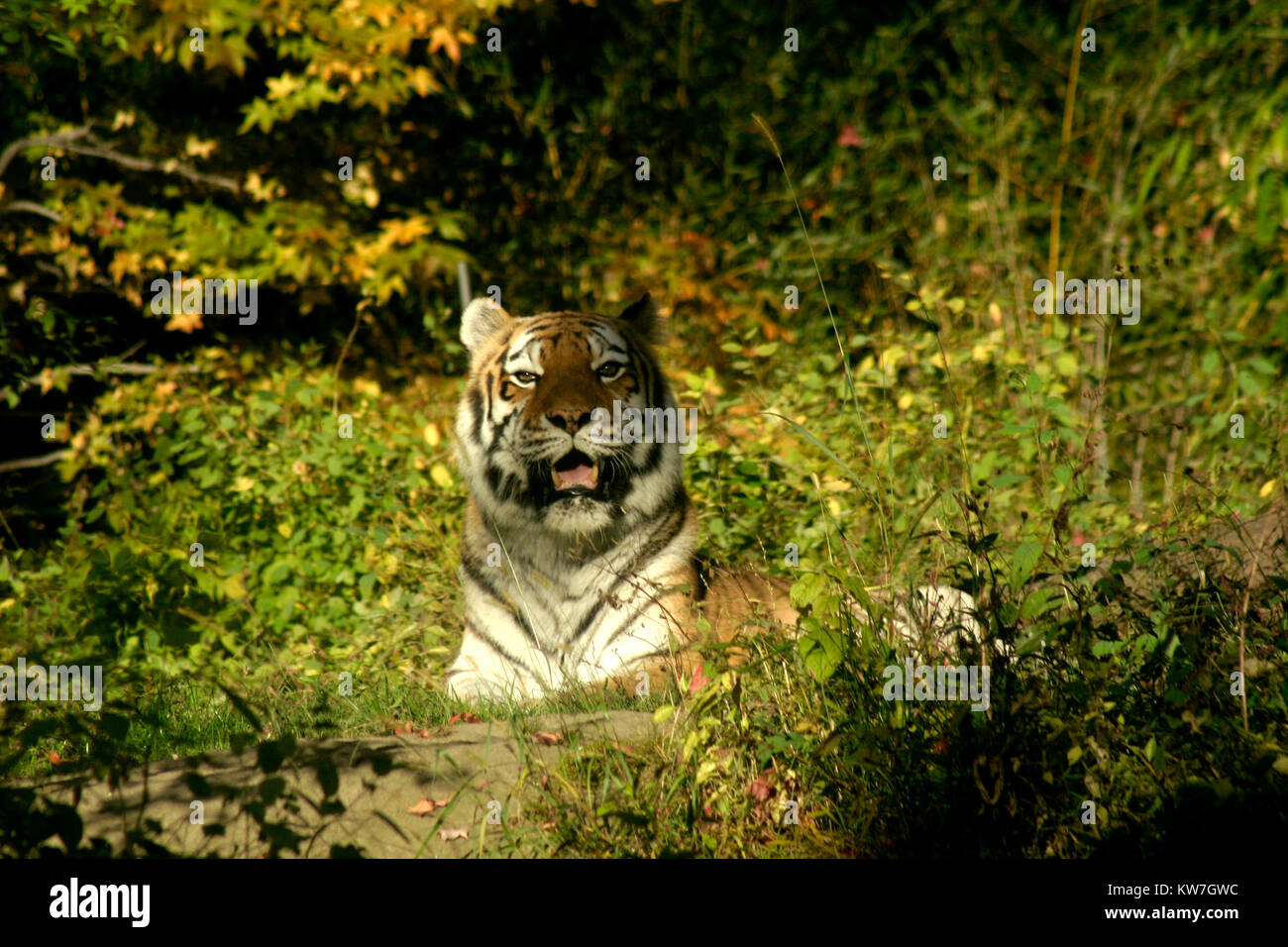Tiger at the ZOO Stock Photo - Alamy